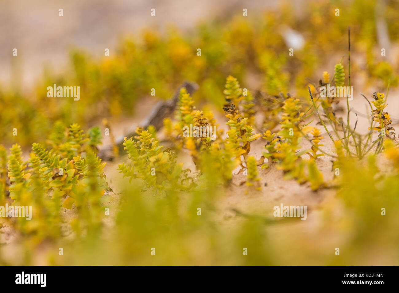 A small, bright seaside plants growing in the sand. Beach scenery with ...