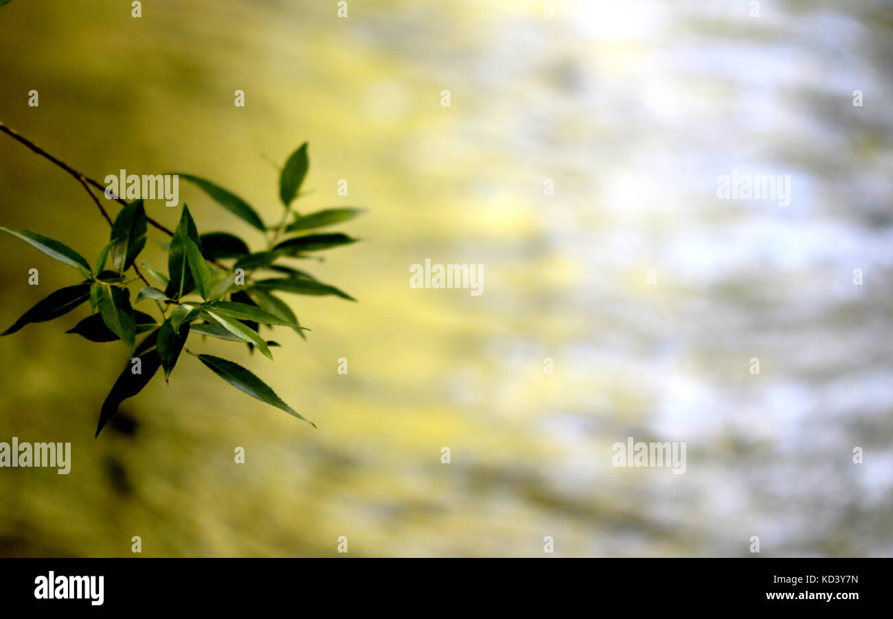 Green leaves over river water, .image of a Stock Photo - Alamy