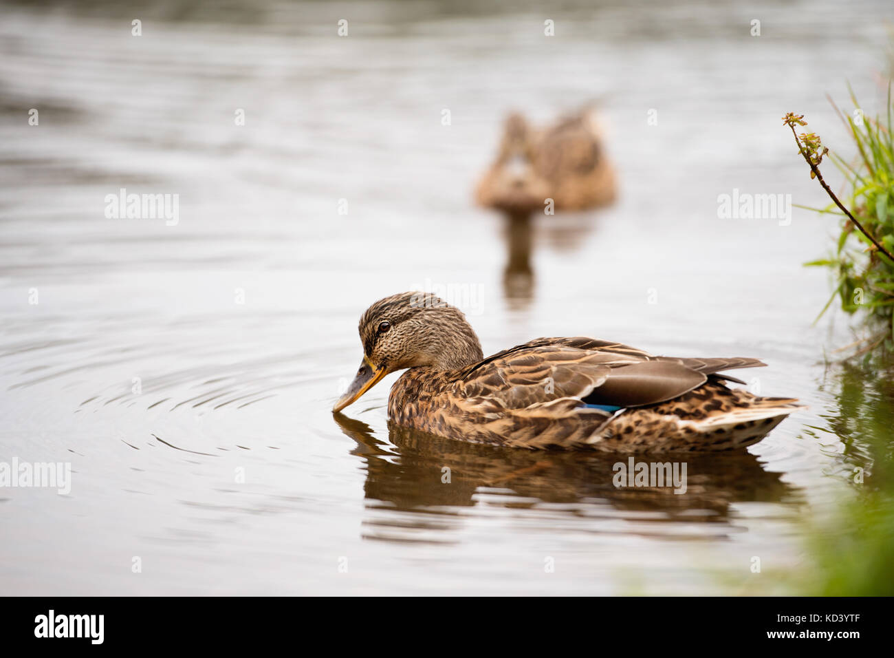Pond animals hi-res stock photography and images - Alamy