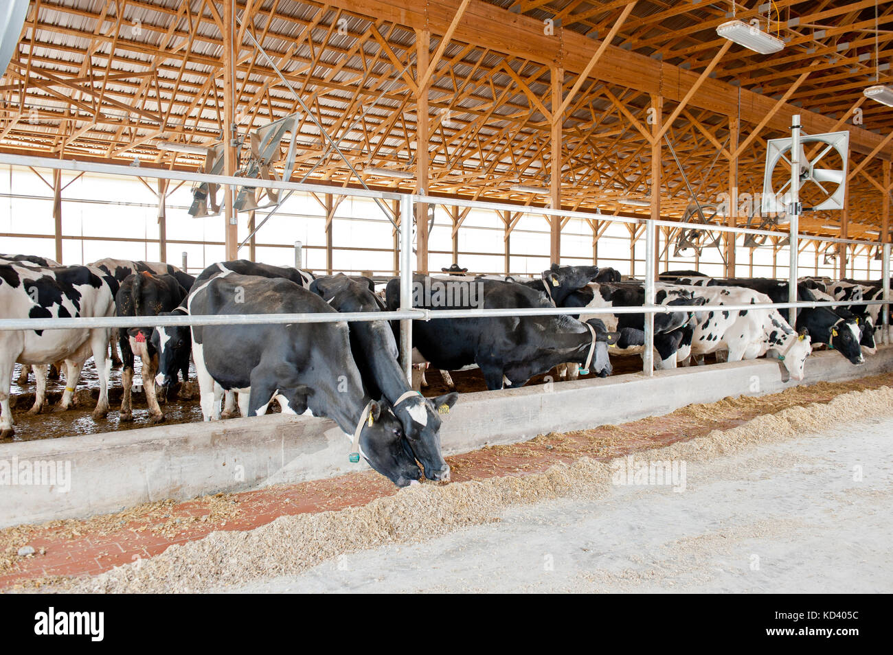 DAIRY COWS EATING IN FREESTALL BARN Stock Photo - Alamy