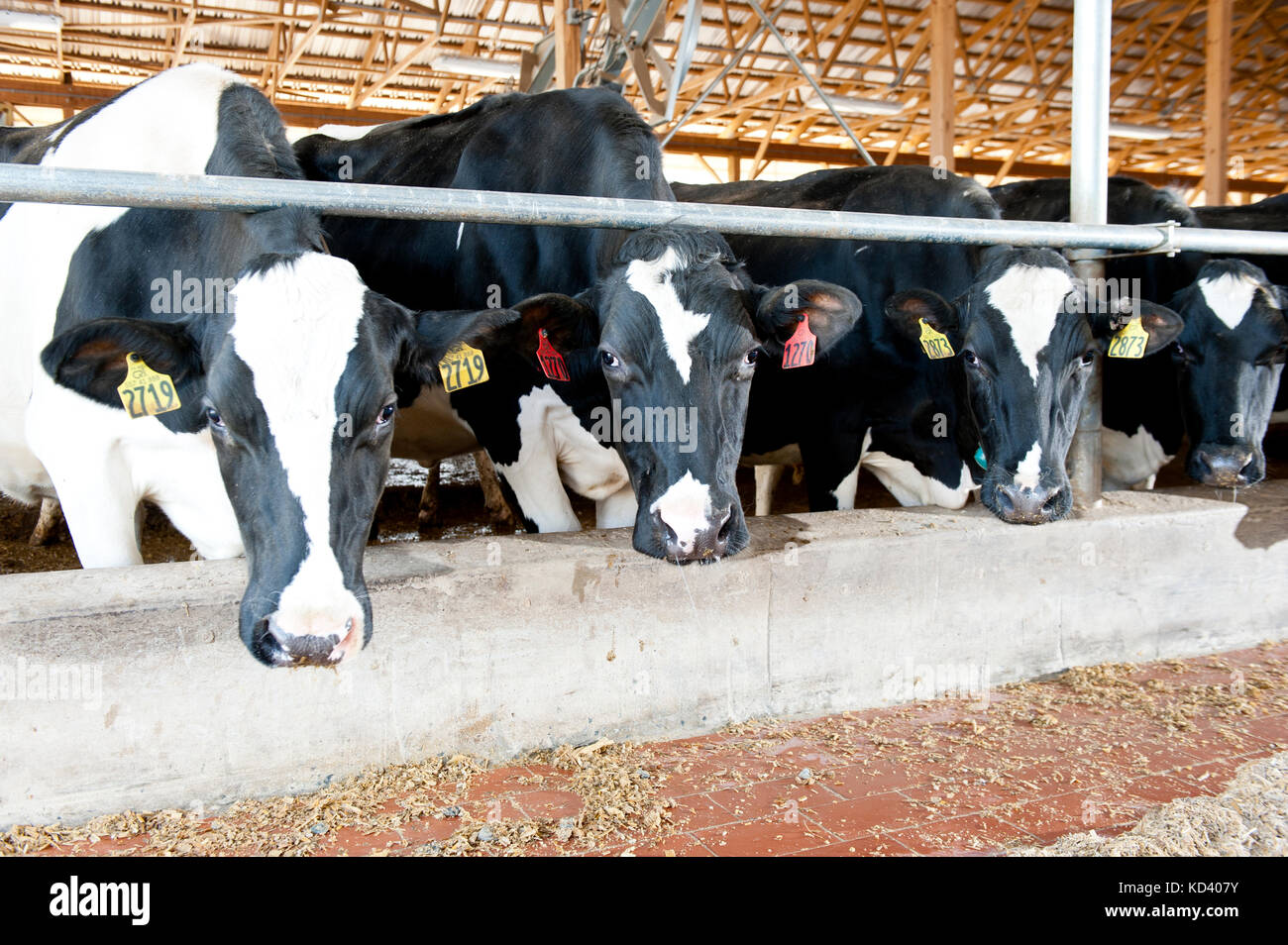 Dairy Cows Eating High Resolution Stock Photography and Images - Alamy