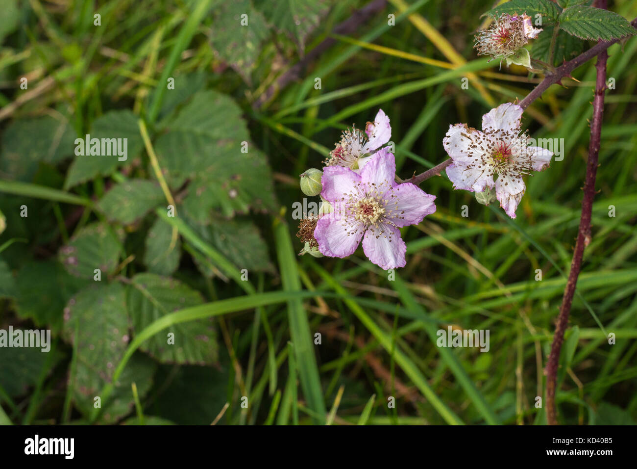 Bramble flowers hi-res stock photography and images - Alamy
