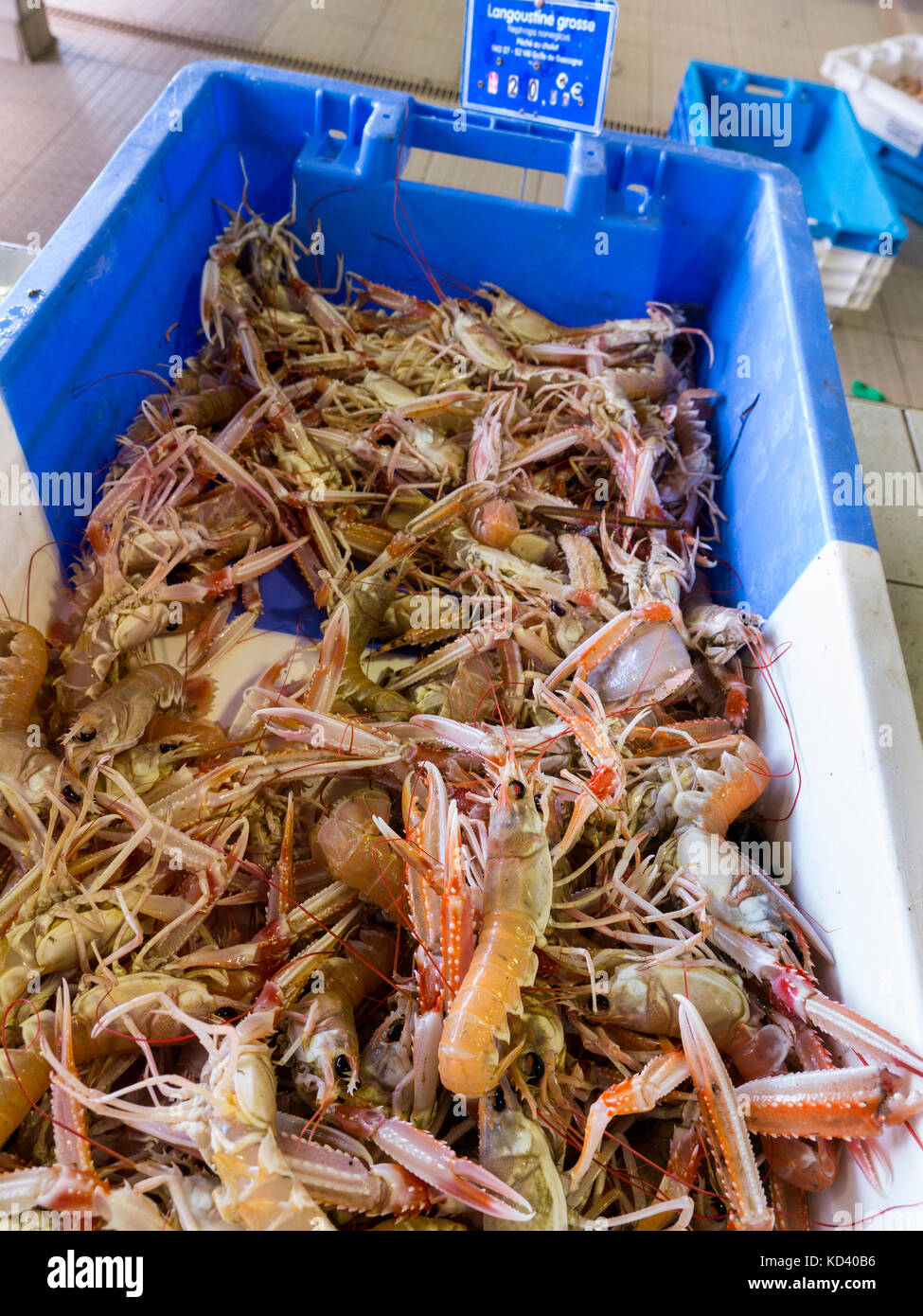 Langoustine lobster hi-res stock photography and images - Alamy