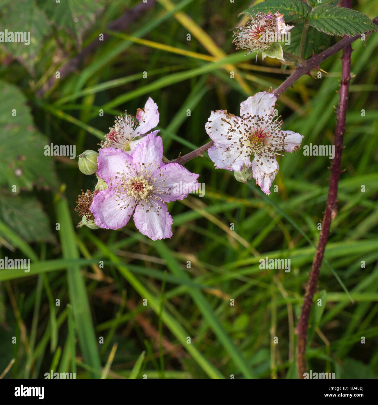 Bramble flowers hi-res stock photography and images - Alamy