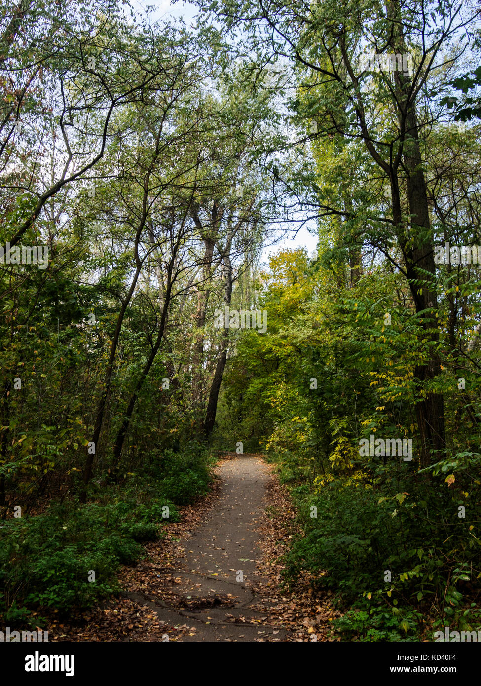 path between the trees in an autumn park Stock Photo - Alamy