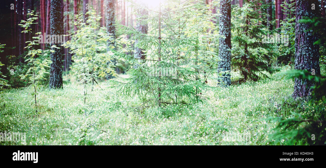 Forest. Wild plants and trees Stock Photo - Alamy