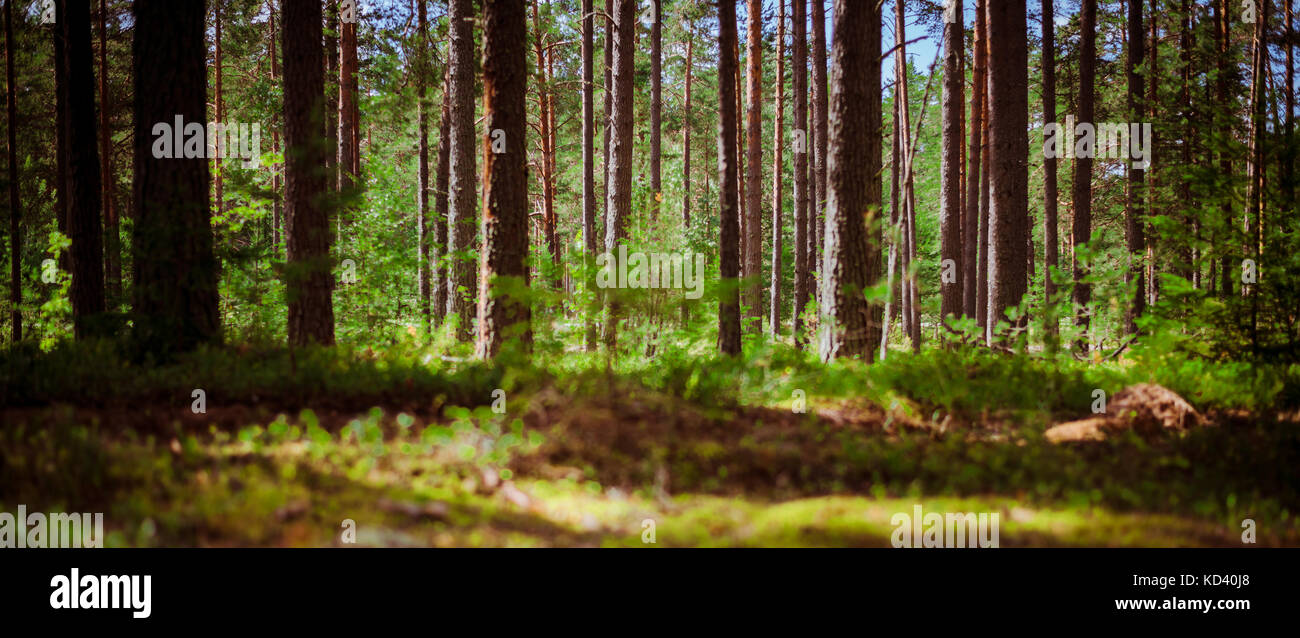 Wild trees in forest Stock Photo - Alamy