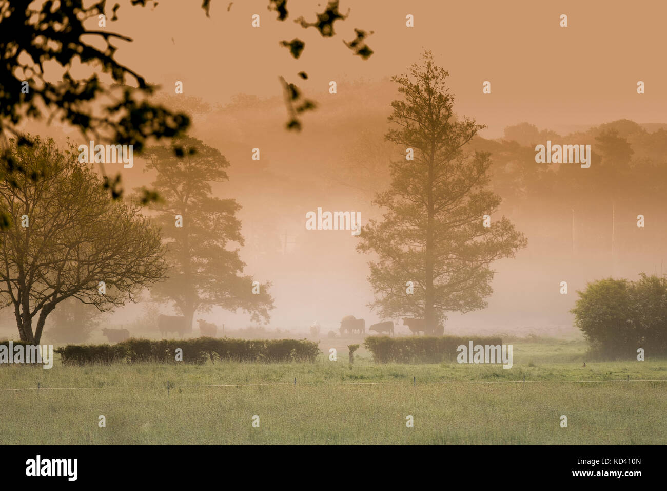 Early Morning Farm views Stock Photo - Alamy