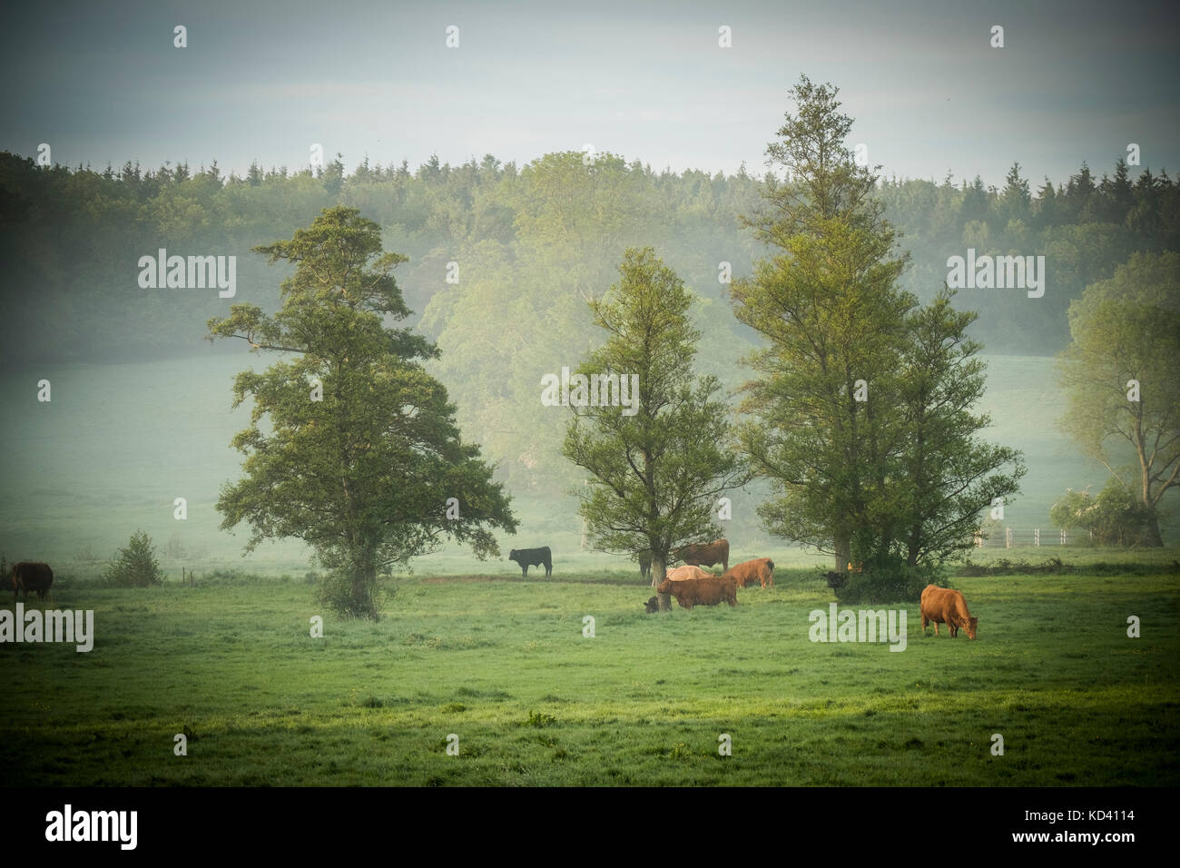 Early Morning Farm views Stock Photo - Alamy