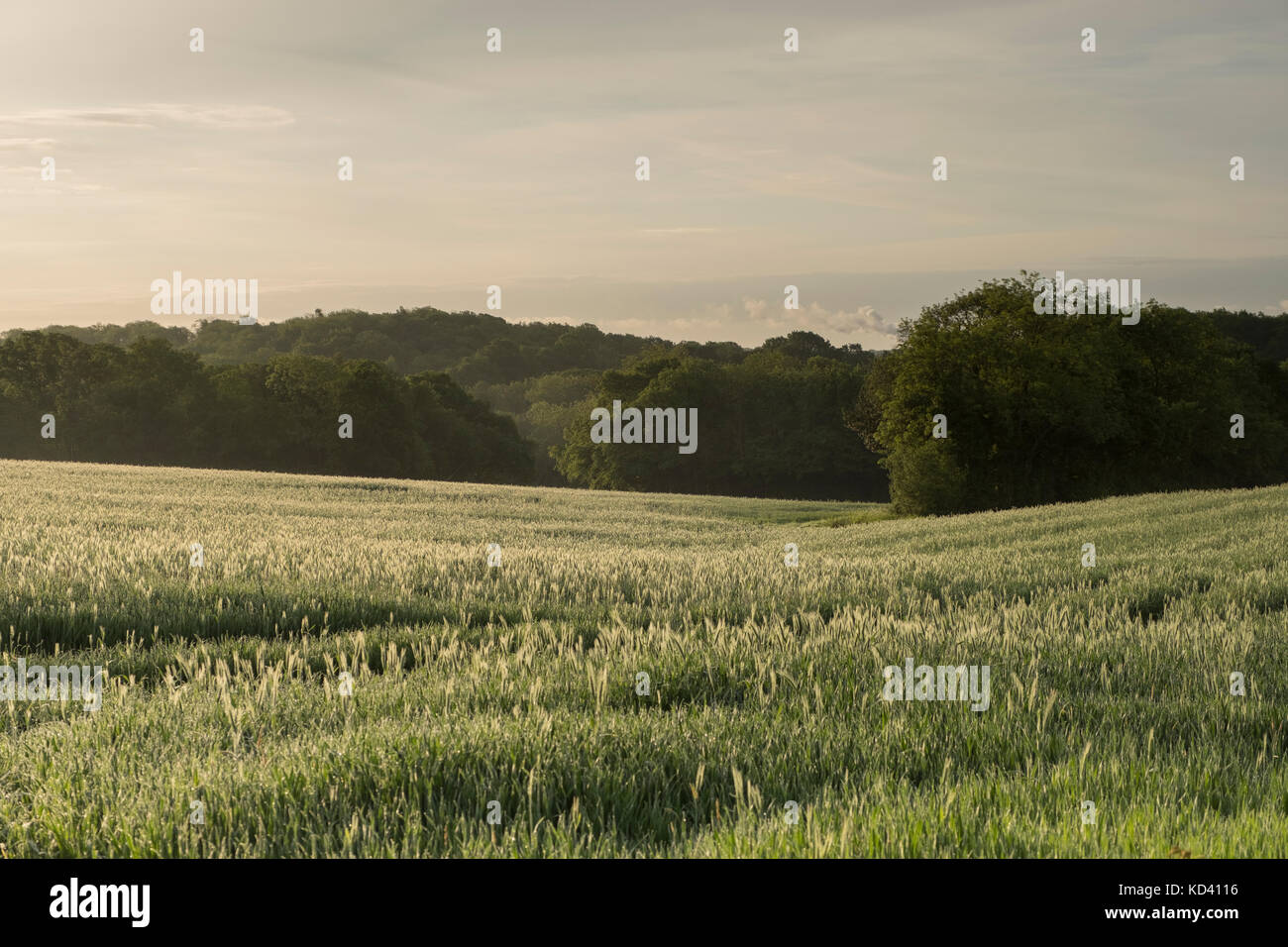Early Morning Farm views Stock Photo - Alamy