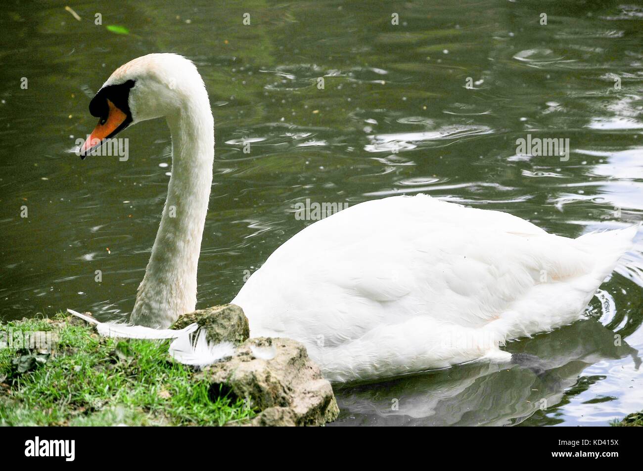 swan on water Stock Photo - Alamy