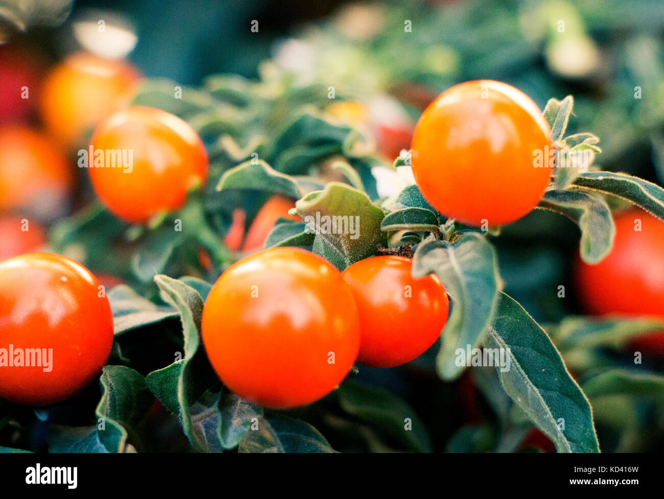 Small orange berries hi-res stock photography and images - Alamy