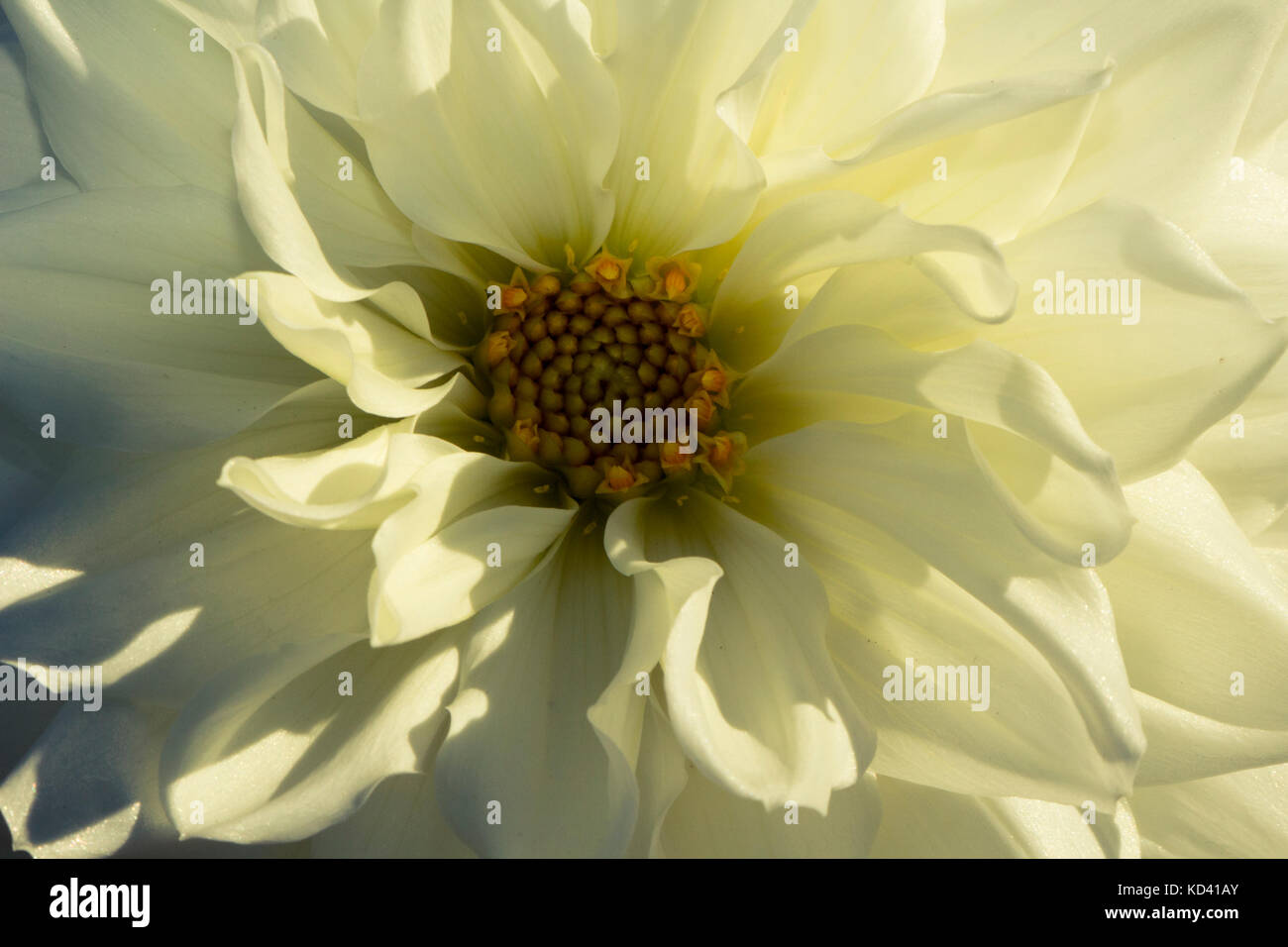 Symmetrical rose garden hi-res stock photography and images - Alamy