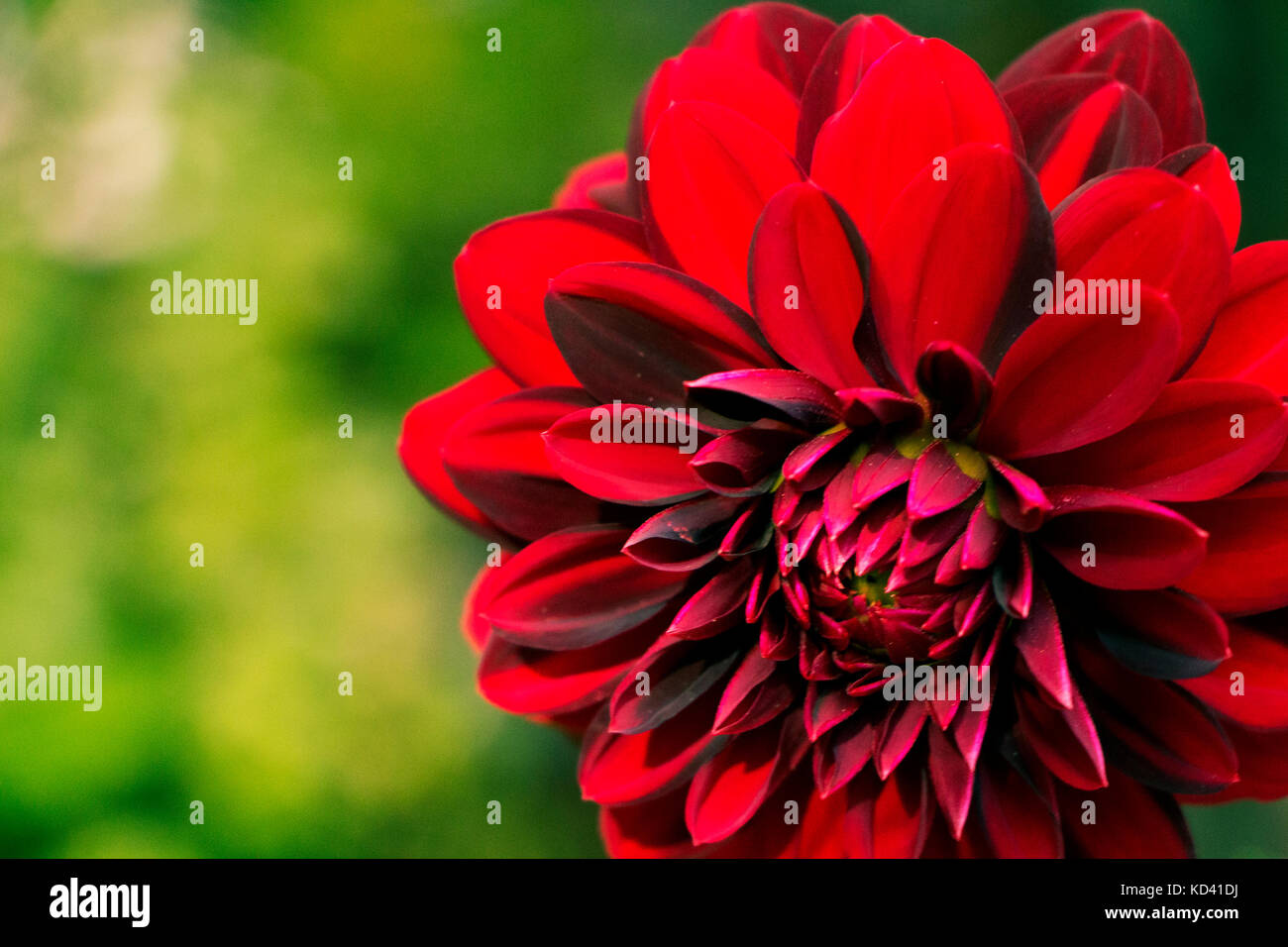 Red flower in autumn hi-res stock photography and images - Alamy