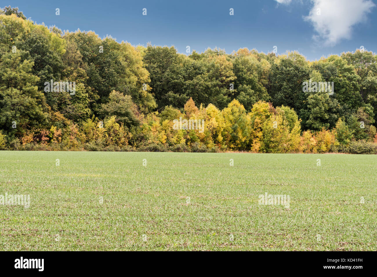 Field near forest Stock Photo - Alamy