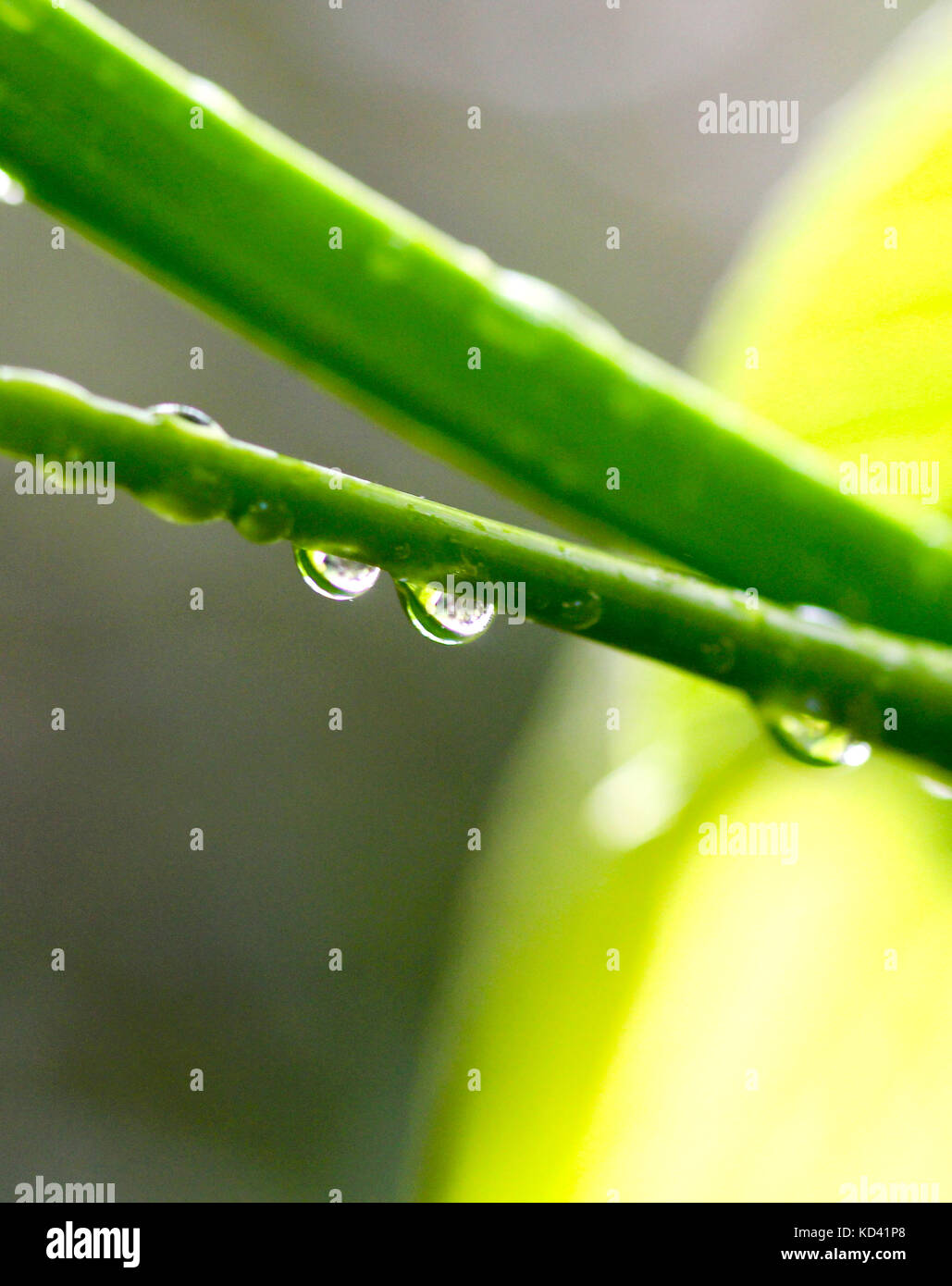 The beautiful spring tree branch with morning rain drops, macro ...