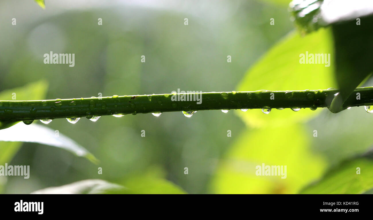 The beautiful spring tree branch with morning rain drops, macro ...