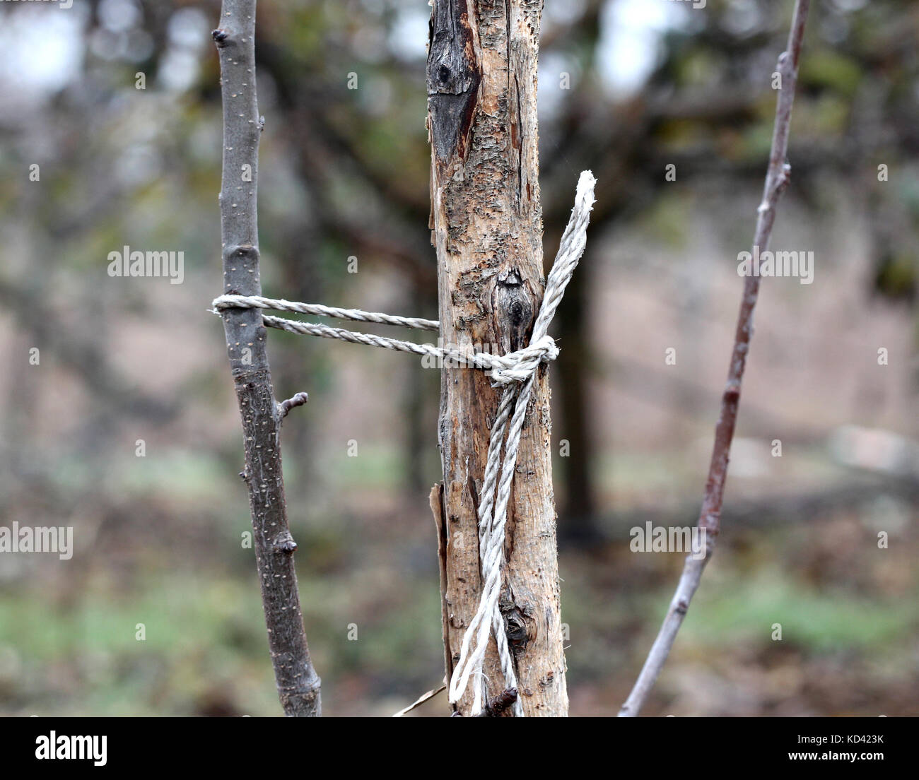 picture of a young apple tree support with a stake Stock Photo - Alamy