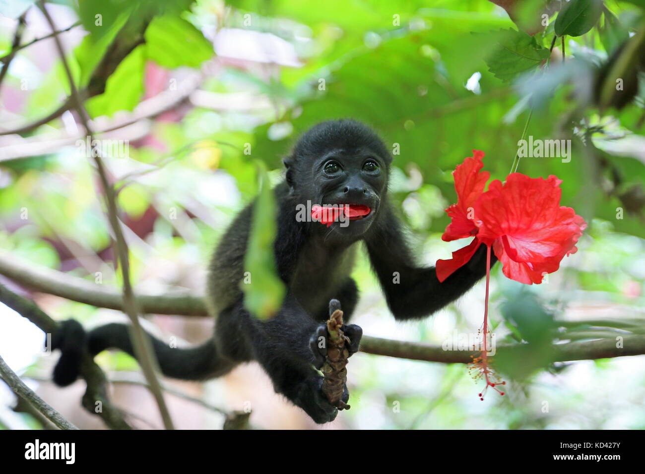 Baby Mantled Howler Monkey (Alouatta palliata), Jaguar Rescue Centre ...