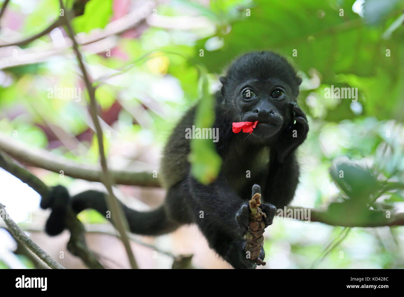 Baby Mantled Howler Monkey (Alouatta palliata), Jaguar Rescue Centre ...
