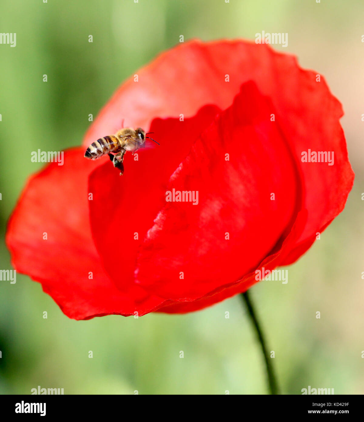 image of a bee on a poppy flower on a morning sun Stock Photo - Alamy