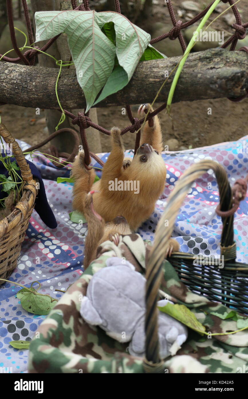 Baby Two-Toed Sloths (Choloepus hoffmanni), Jaguar Rescue Centre, Punta ...