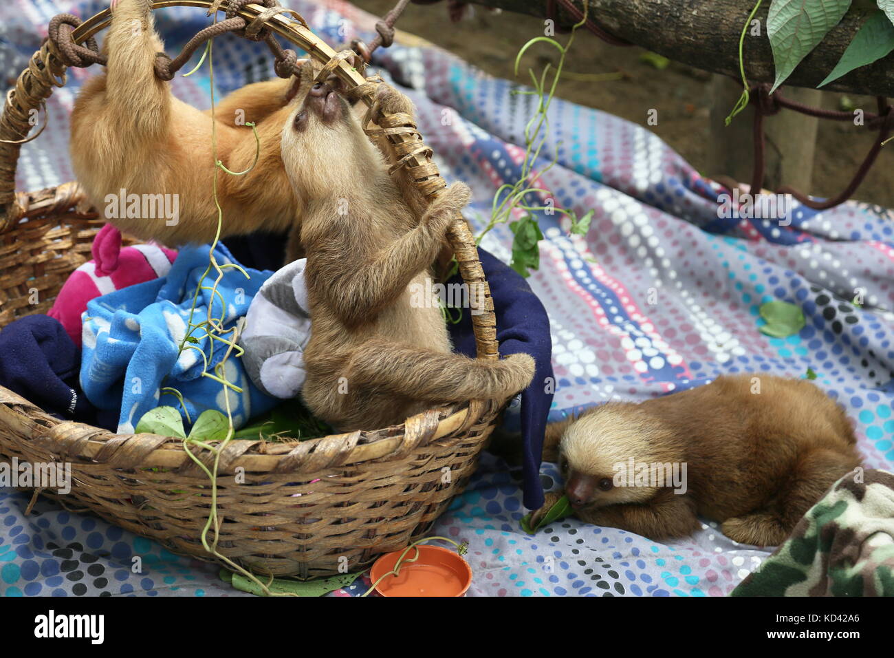 Two toed sloths hi-res stock photography and images - Alamy