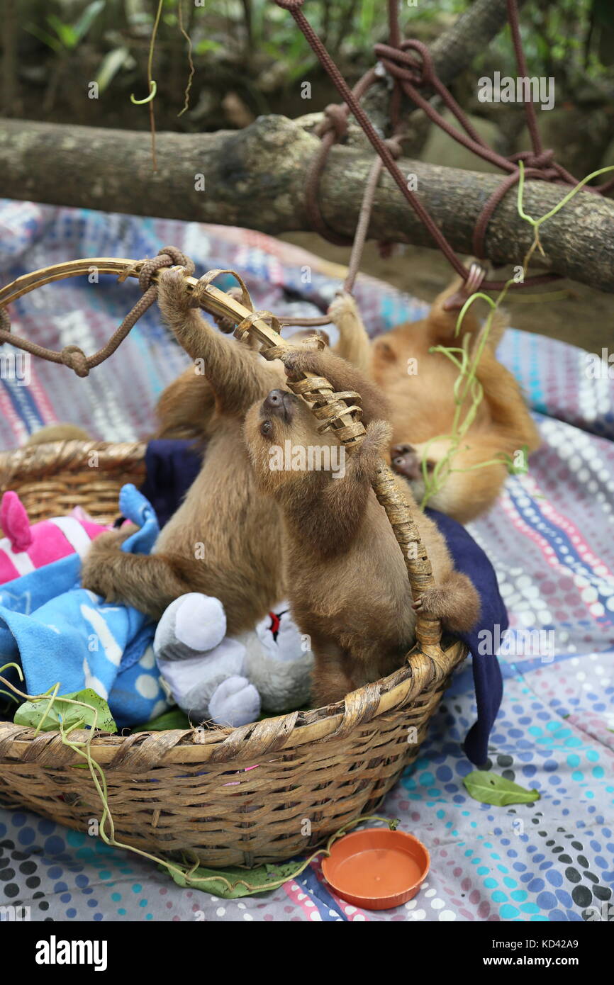 Baby Two-Toed Sloths (Choloepus hoffmanni), Jaguar Rescue Centre, Punta ...