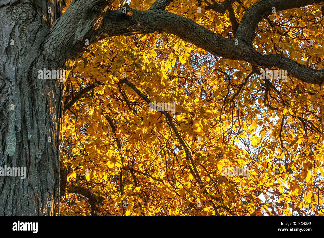 Hickory tree hi-res stock photography and images - Alamy