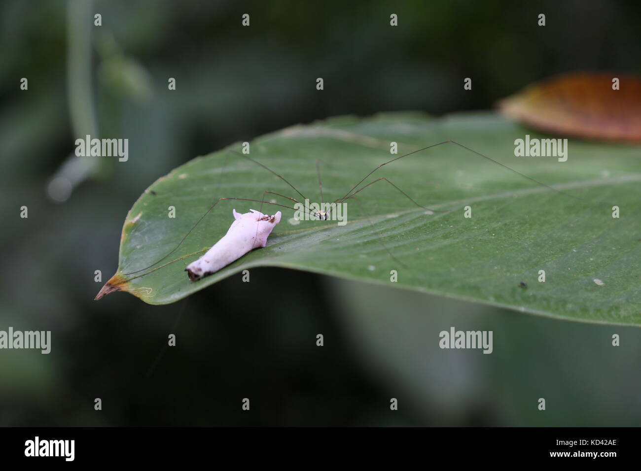 Leiobunum harvestman arachnid (aka Daddy-long-legs), Jaguar Rescue ...