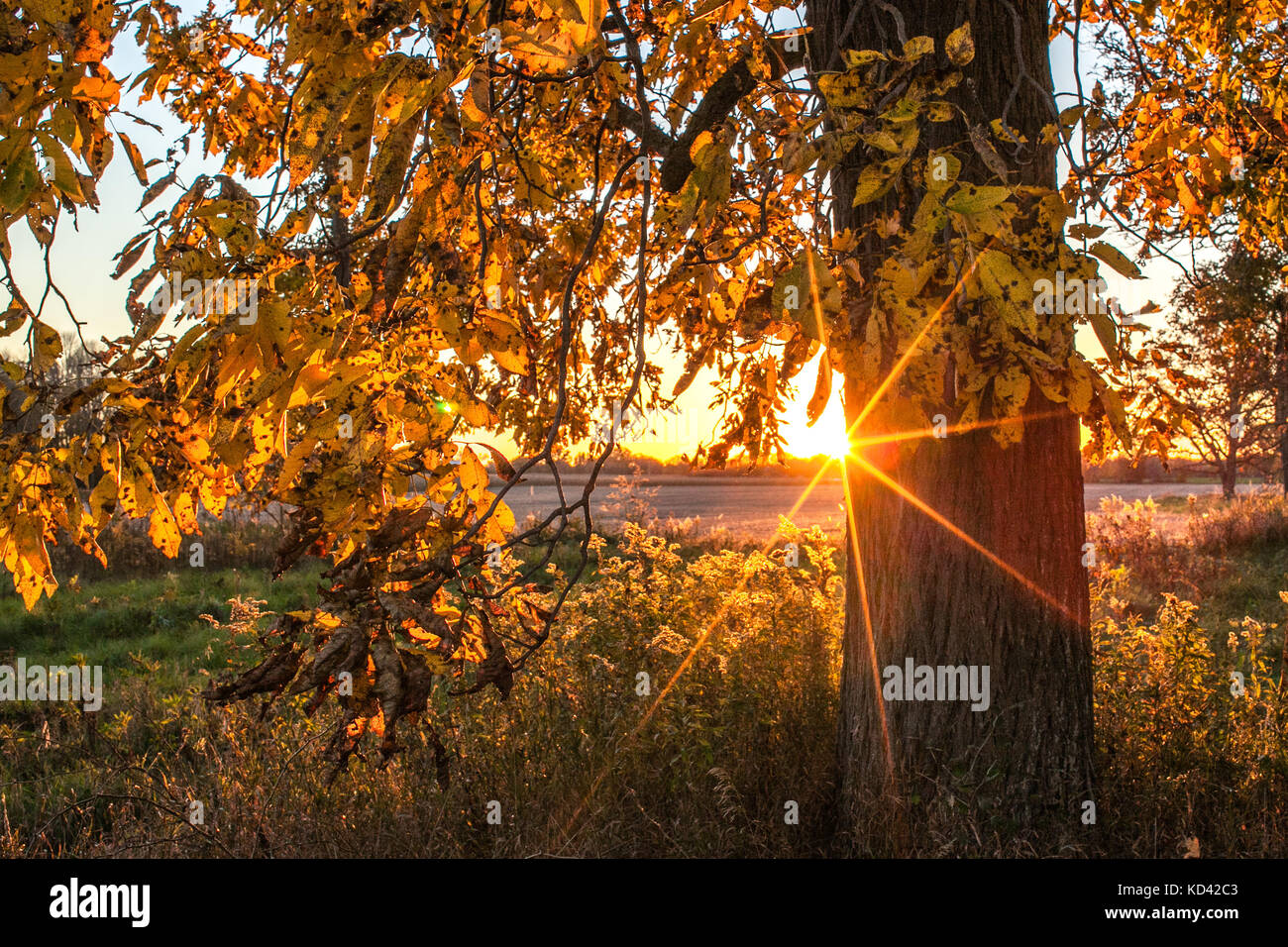 Hickory tree hi-res stock photography and images - Alamy