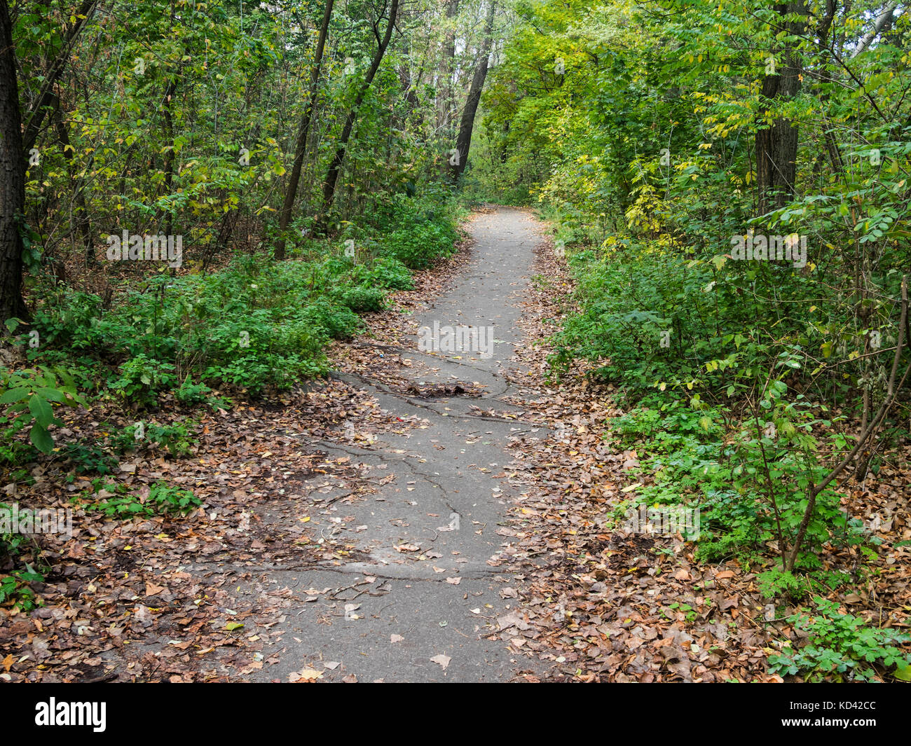 path between the trees in an autumn park Stock Photo - Alamy