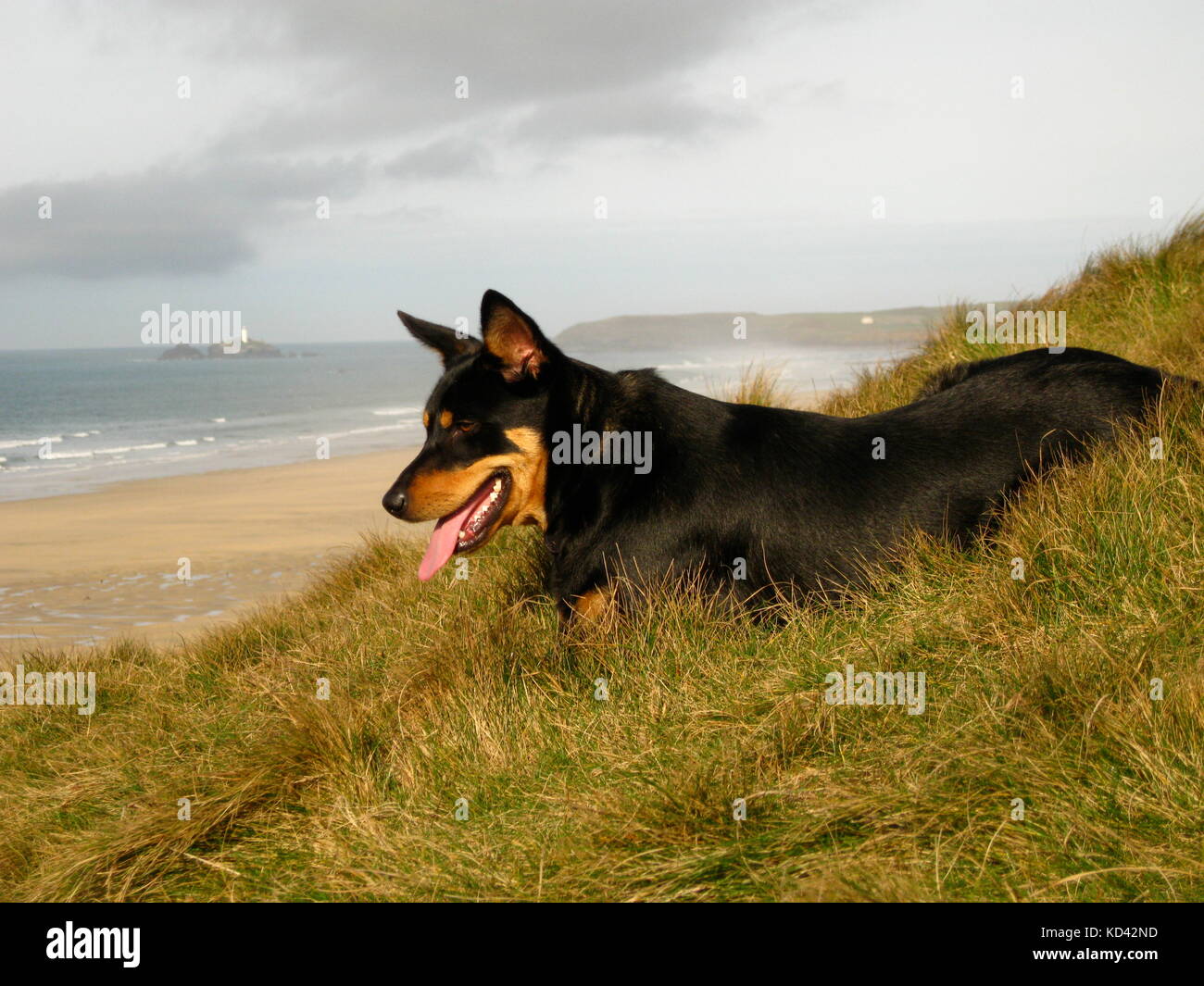 Dog at beach Stock Photo - Alamy