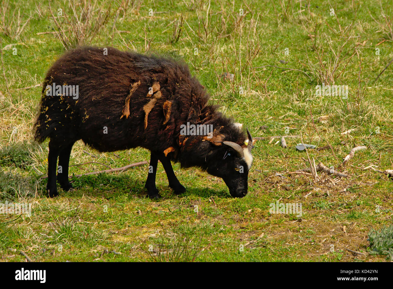 Free range sheep hi-res stock photography and images - Alamy