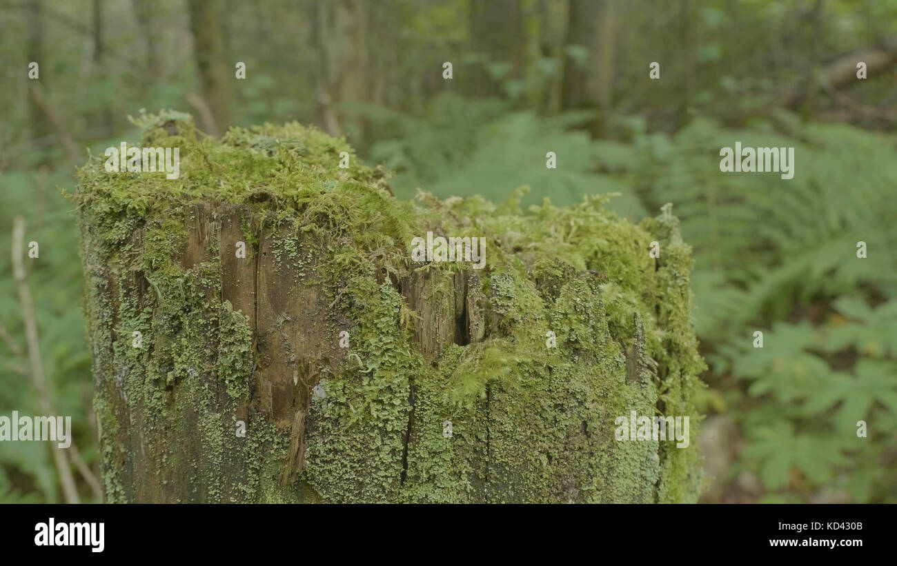 Stump in the forest. Old tree stump covered with moss. Stump green moss ...