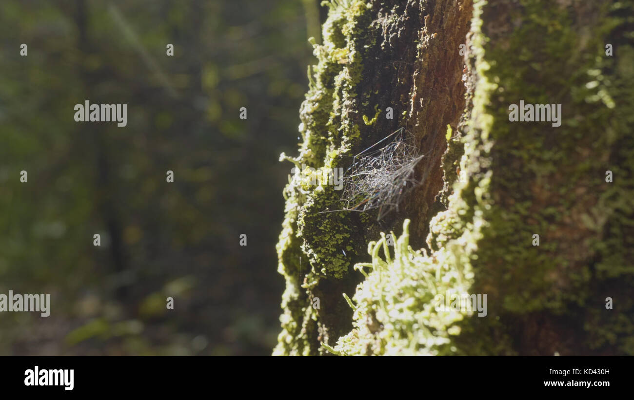 Large spiderweb. Spider web close-up. The big cobweb close-up with the ...