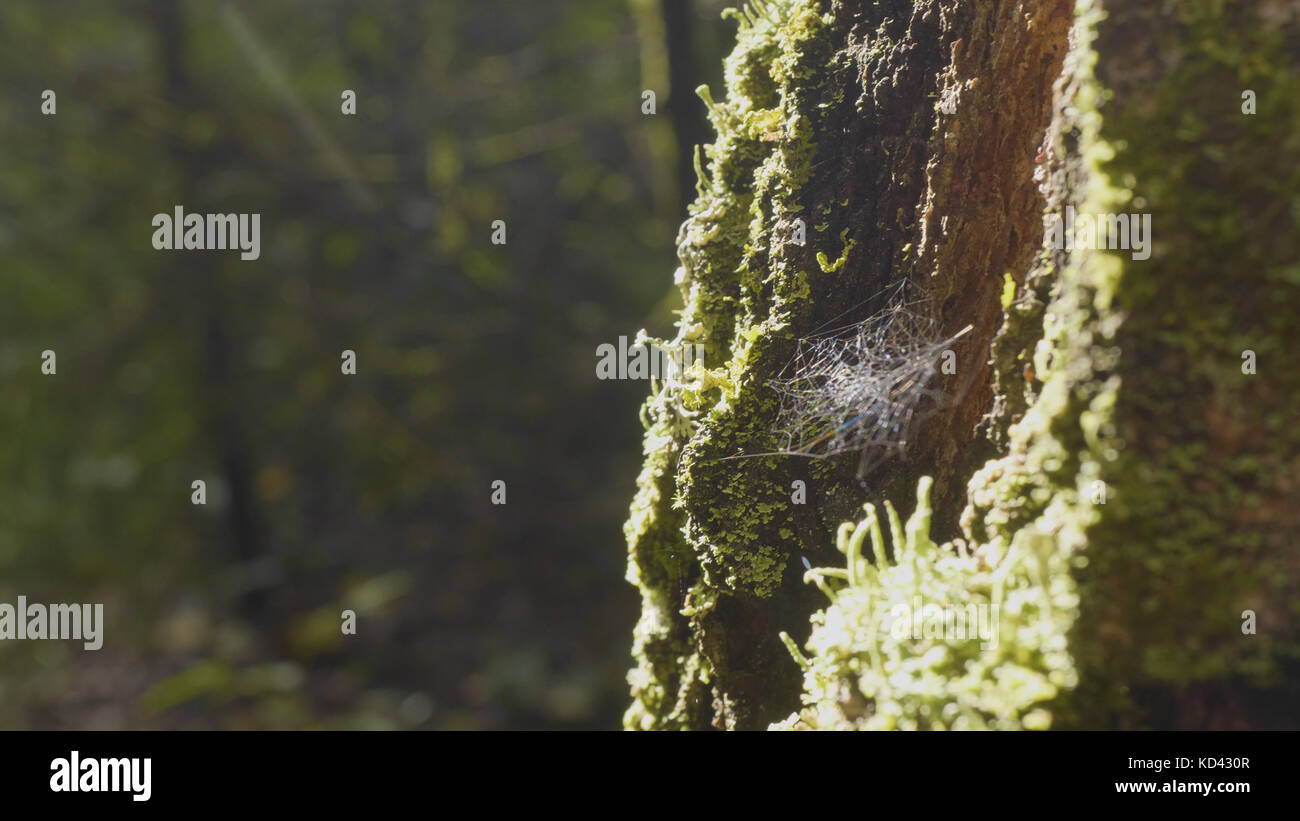 Large spiderweb. Spider web close-up. The big cobweb close-up with the ...
