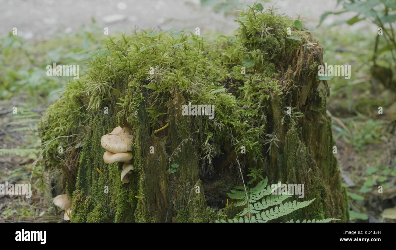 Old stump in the forest covered with moss With large roots. Moss on ...