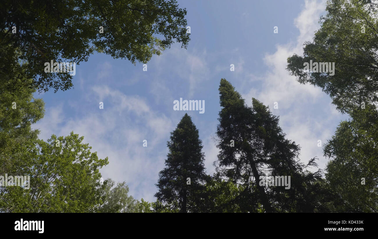 Green forest. Tree with green Leaves bottom view background. Bottom ...