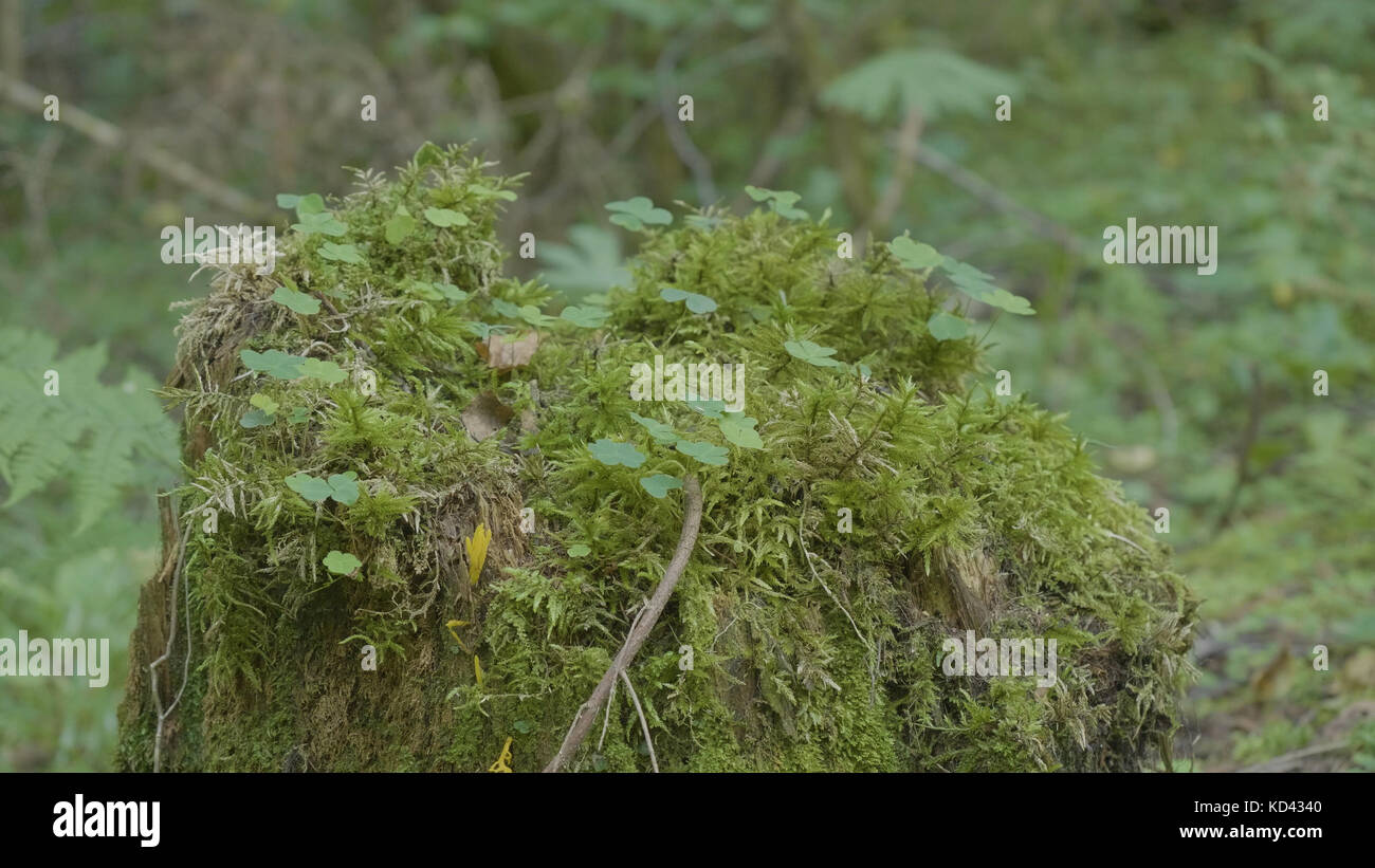 Old stump in the forest covered with moss With large roots. Moss on ...