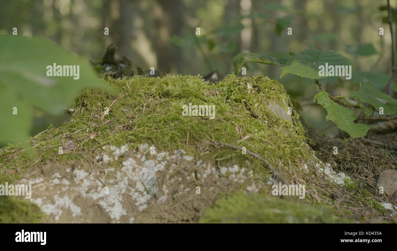 Old stump in the forest covered with moss With large roots. Moss on ...