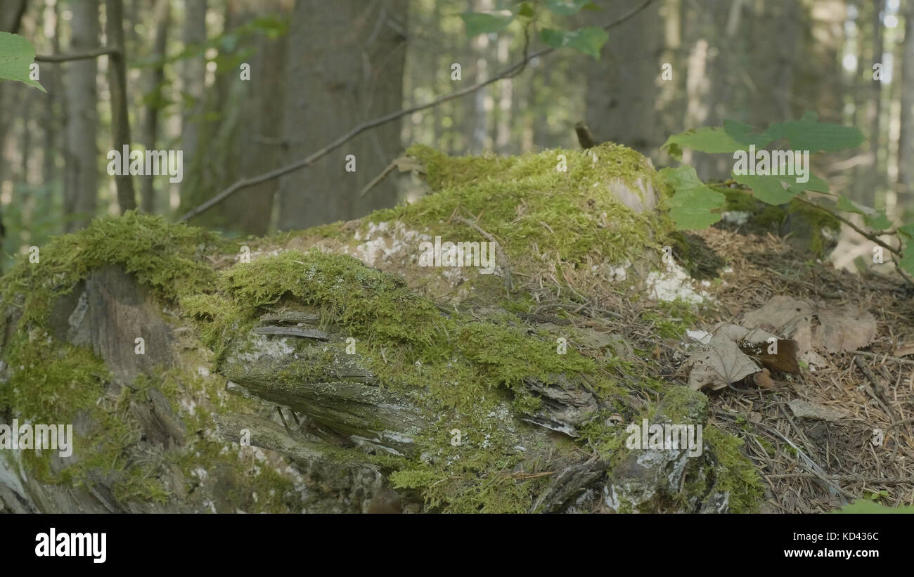 Moss on stump in the forest. Old timber with moss in the forest. Stump ...