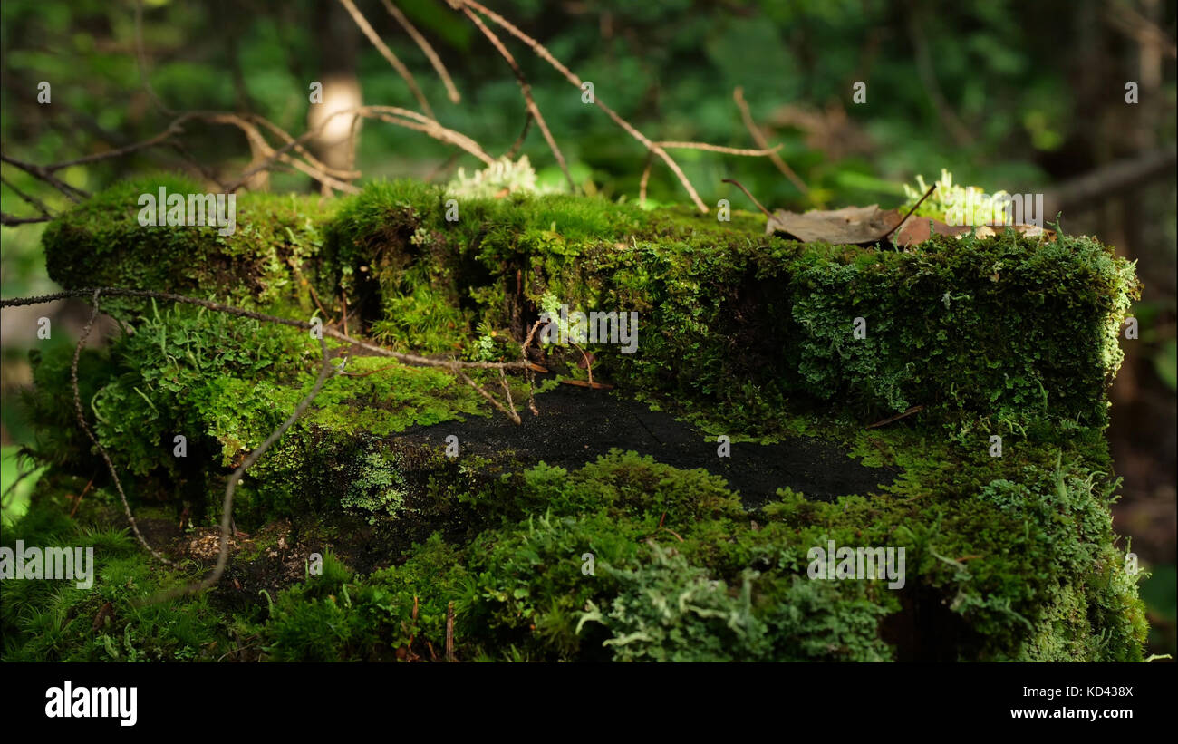 Moss on stump in the forest. Old timber with moss in the forest. Stump ...