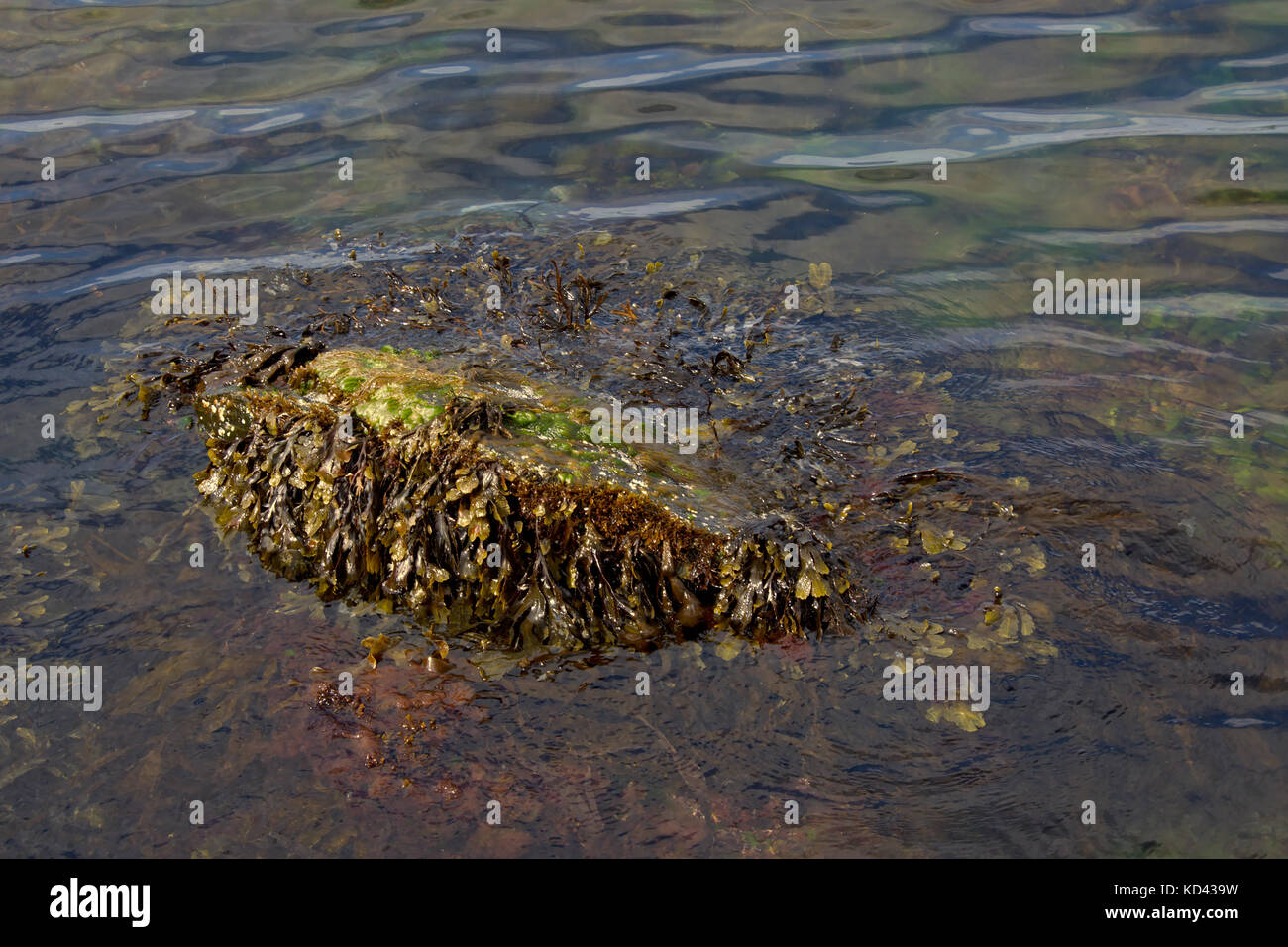 Granite rock with brown algae sticking above the water surfac Stock ...