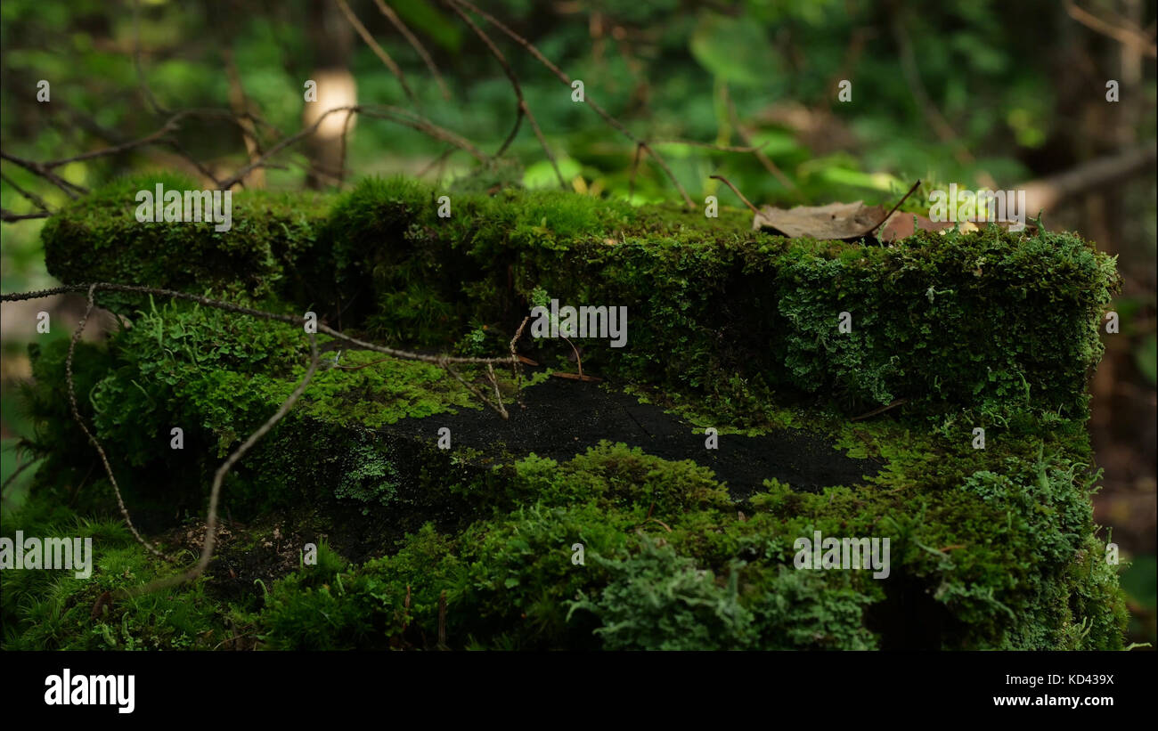 Moss on stump in the forest. Old timber with moss in the forest. Stump ...
