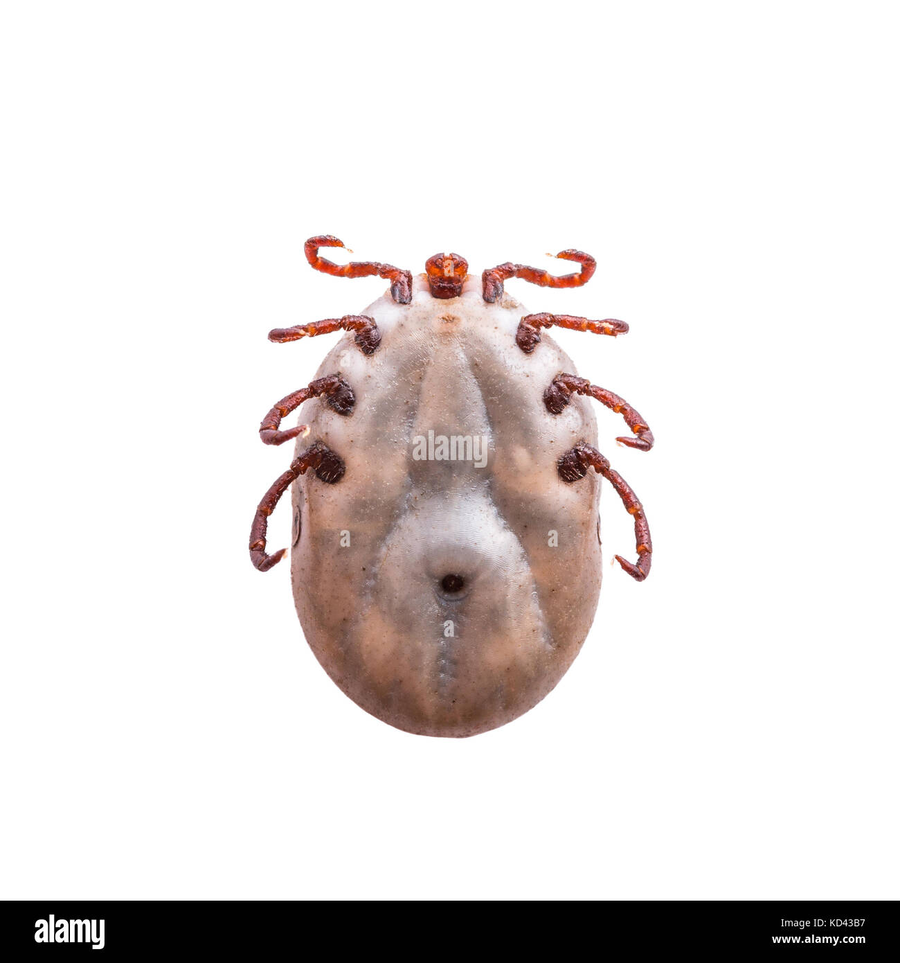 Encephalitis or Lyme Virus Infected Tick Insect Isolated on White Stock ...