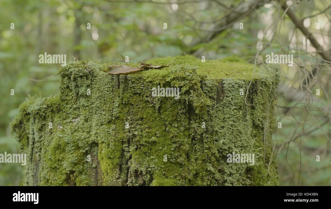 Moss on stump in the forest. Old timber with moss in the forest. Stump ...