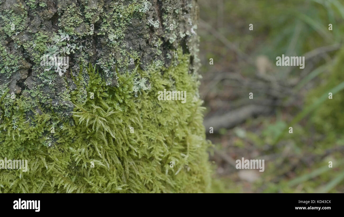 Beautiful green moss. Moss grows on the tree, beautiful background of ...