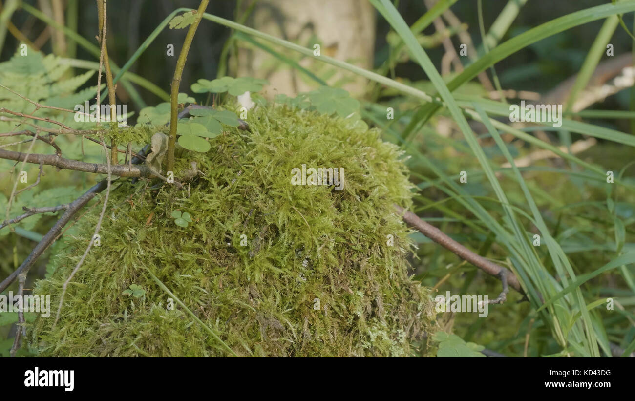 Moss on stump in the forest. Old timber with moss in the forest. Stump ...