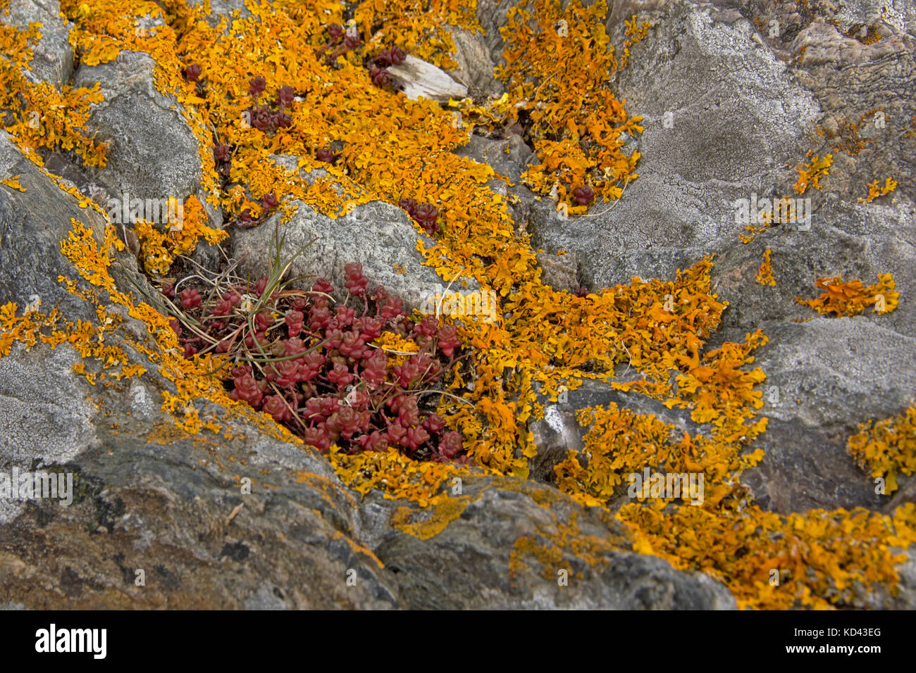 Background of curves in a granite rock with yellow lichen Stock Photo ...